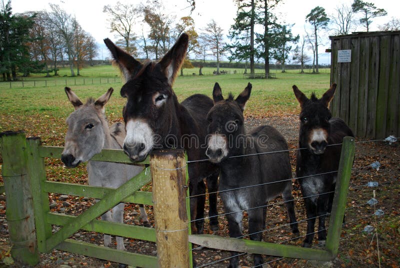 Cuatro Burros Fotos de stock - Fotos libres de regalías de Dreamstime