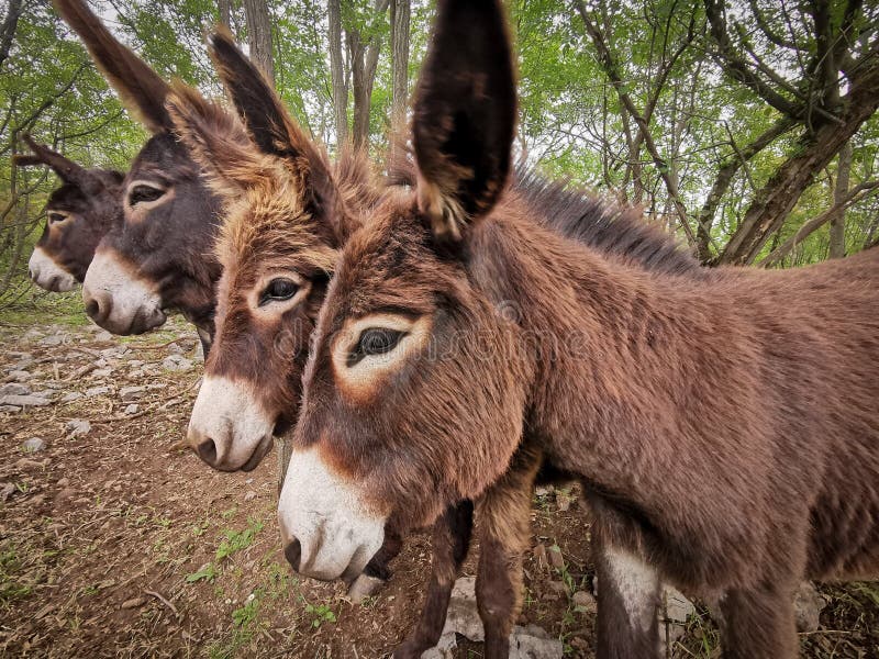 Cuatro Burros Que Pastan En Un Campo En África En El Día De Verano ...