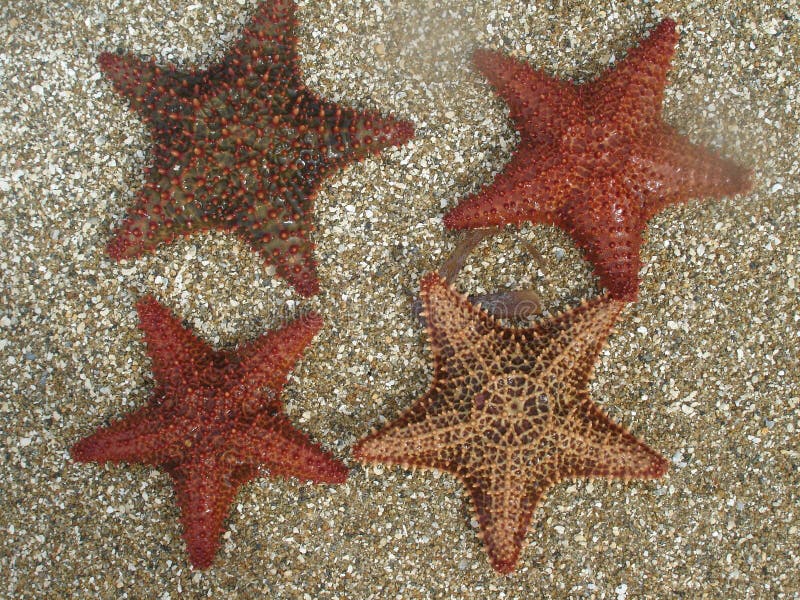 Cuatro Estrellas De Mar En La Arena Del Caribe Imagen de archivo ...