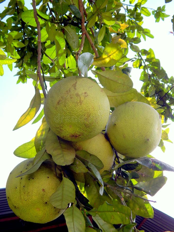Cuatro Rebanadas De La Fruta Del Pomelo En Una Placa Foto de archivo ...