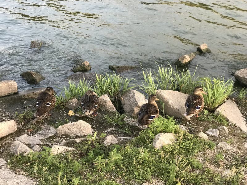 Cuatro patos foto de archivo. Imagen de animal, aislado - 16970352