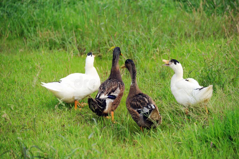 Patos En Fila Después Del Líder Imagen de archivo - Imagen de fondo ...