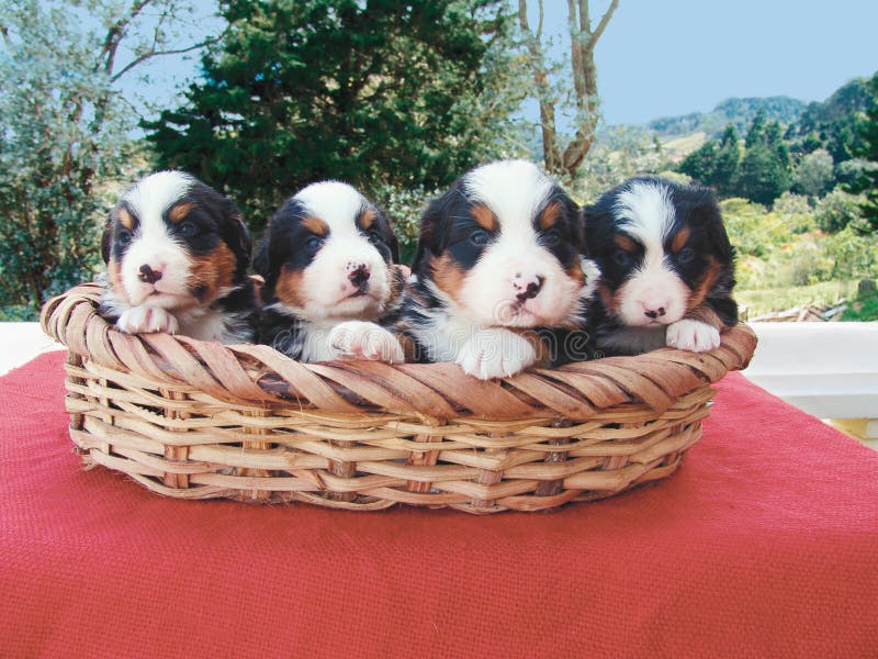 Cuatro Perritos En Una Cesta Imagen de archivo - Imagen de perro ...