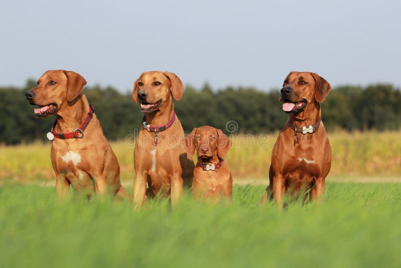 Cuatro perros foto de archivo. Imagen de prado, verano - 26803382
