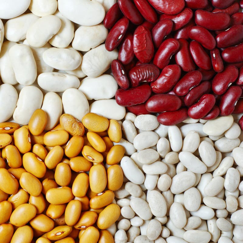 Cuatro tipos de habas foto de archivo. Imagen de sano - 14688130
