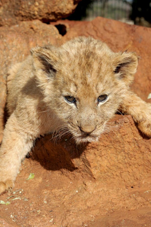 Cub Picture. Image: 5632998