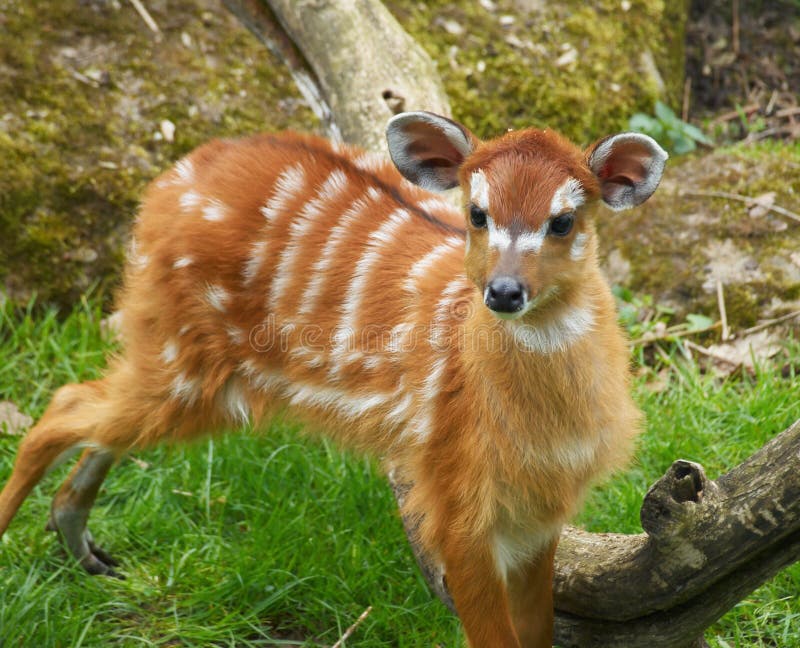 Baby Sitatunga Antelope Aka Marshbuck Antelope Stock Image - Image of ...