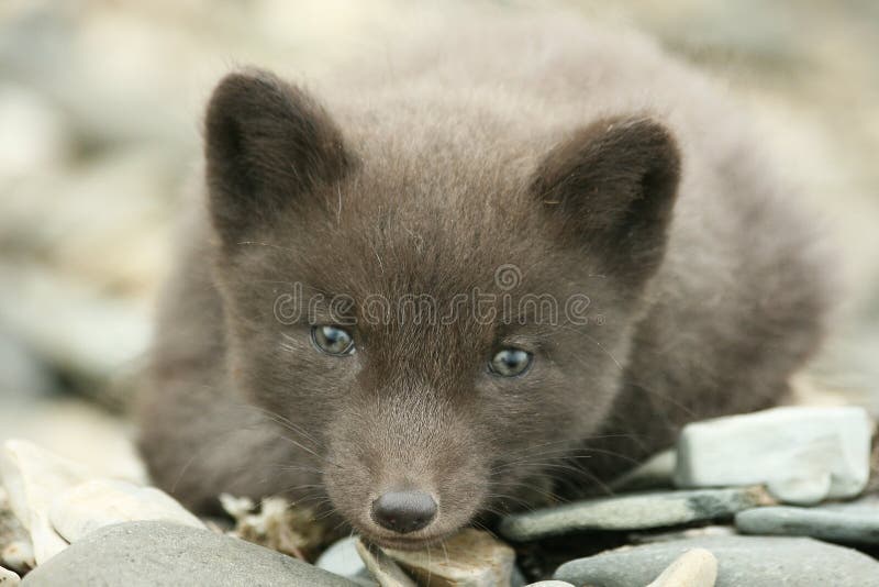 Cub arctic fox stock image. Image of climate, brown, young - 7090713