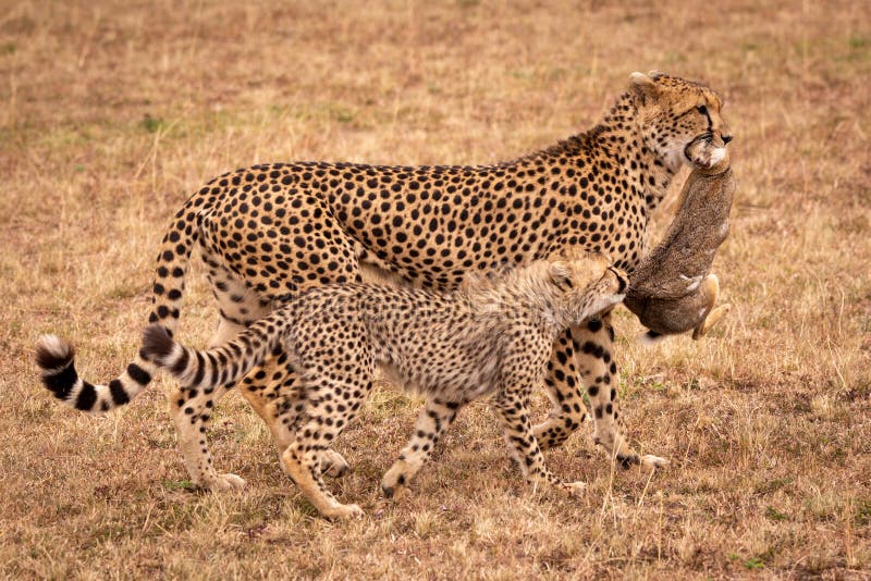 Cub Bites Scrub Hare Carried by Cheetah Stock Photo - Image of jubatus ...