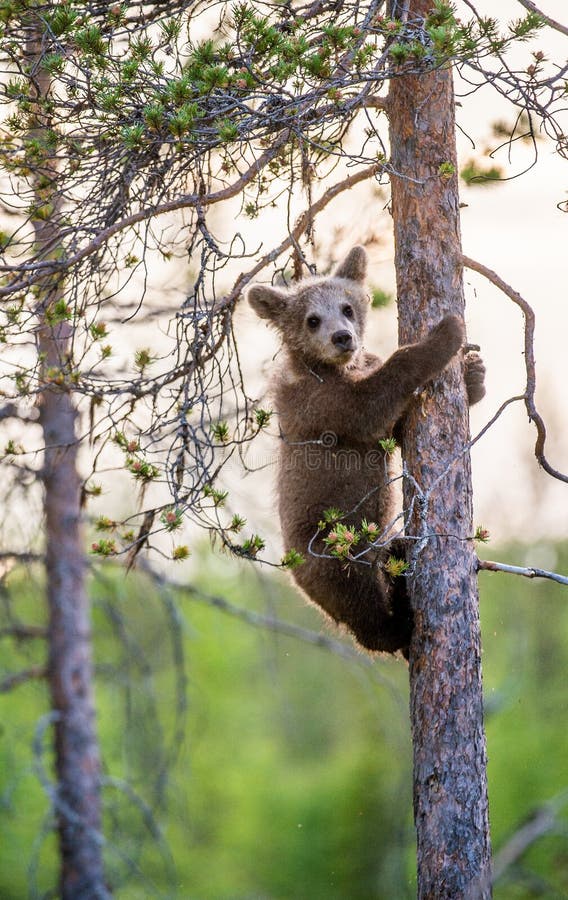 Cub of Brown Bear Climb on the Tree.the Bear Cub Climbing on the Tree ...