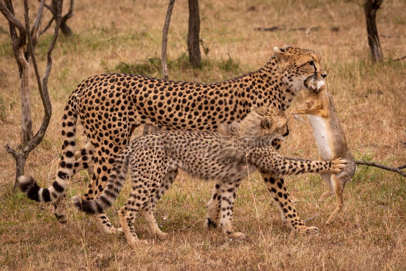 Cub Claws Scrub Hare Carried by Cheetah Stock Image - Image of travel ...