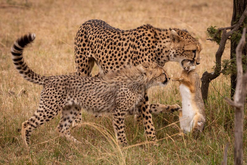 Cub Claws Scrub Hare Held by Cheetah Stock Image - Image of grassland ...