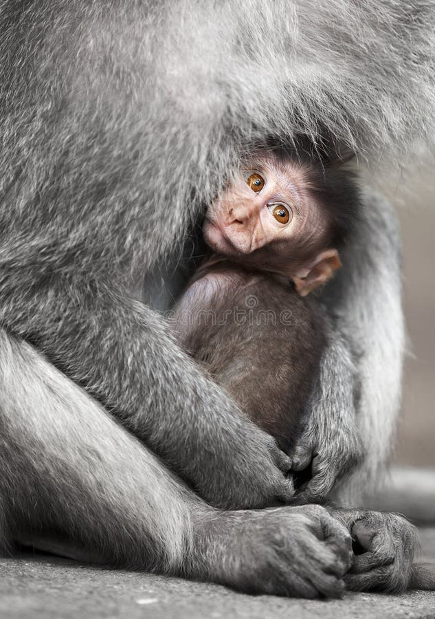 Cub Cynomolgus Macaques with His Mother Stock Photo - Image of macaca ...