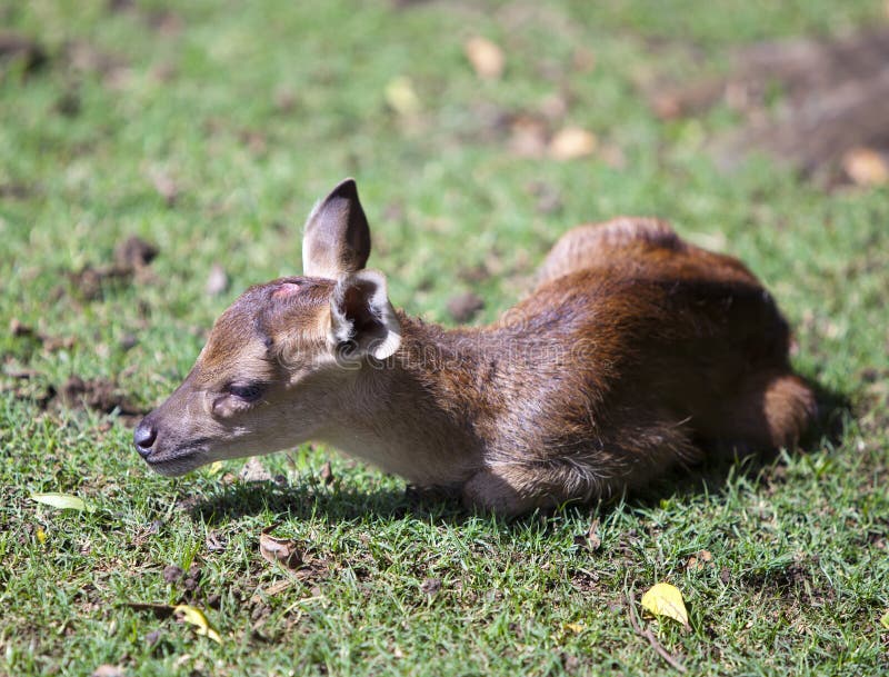 The Cub of a Deer Lies on a Grass Stock Image - Image of ruminant ...