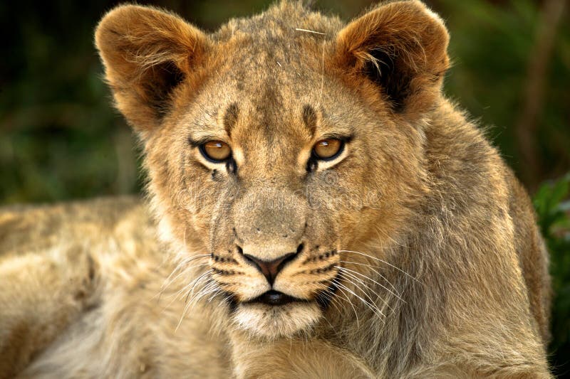 Cub di leone fotografia stock. Immagine di africa, leone - 10525828