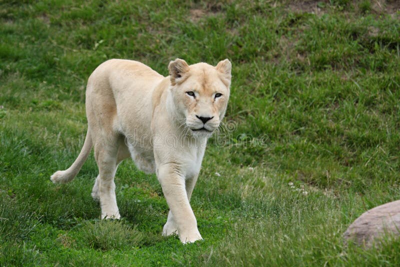 Cub di leone fotografia stock. Immagine di bianco, nave - 12734510