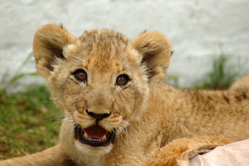 Lioness che rugge fotografia stock. Immagine di animale - 1197270