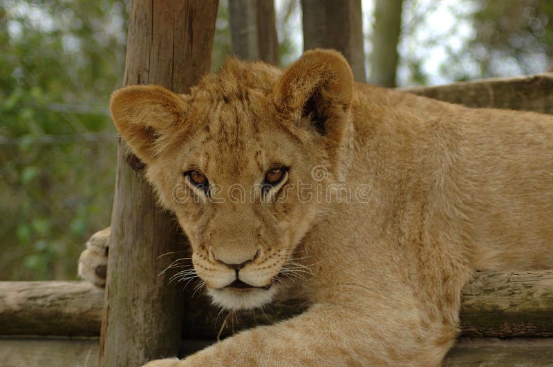 Cub di leone fotografia stock. Immagine di natura, resti - 1450346