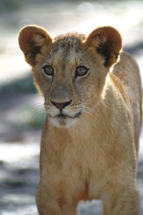 Cub di leone fotografia stock. Immagine di verticale - 49446432