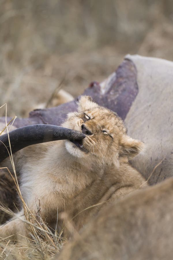 Cub di leone africano immagine stock. Immagine di nave - 42217423