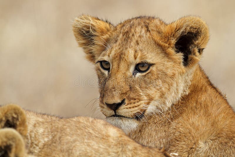 Cub di leone, Serengeti fotografia stock. Immagine di africano - 15689444