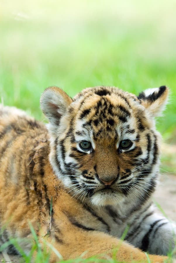 Cub di tigre siberiano immagine stock. Immagine di bengala - 5969979