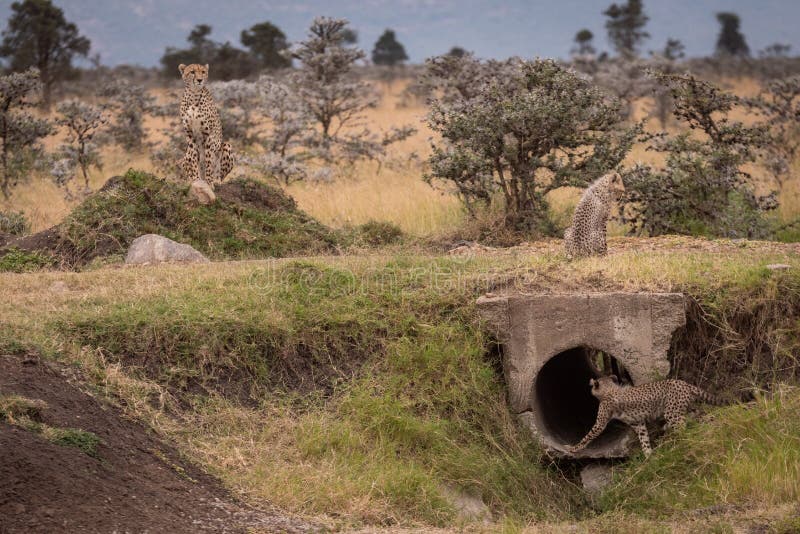 Cub Enters Concrete Pipe Watched by Cheetah Stock Image - Image of ...
