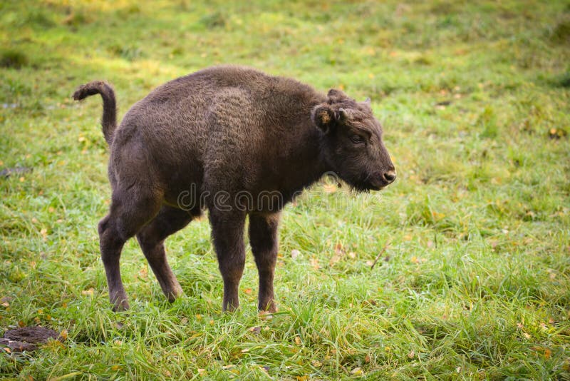 Cub of European Bison stock photo. Image of wild, power - 79625540