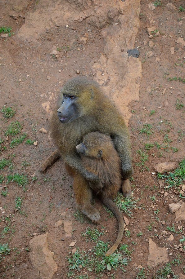 Cub and female monkeys stock photo. Image of fauna, mammals - 35455494