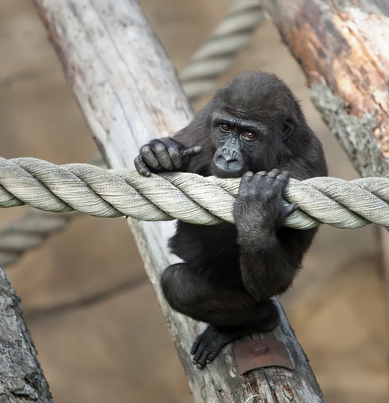 218 Cub Gorilla Stock Photos - Free & Royalty-Free Stock Photos from ...
