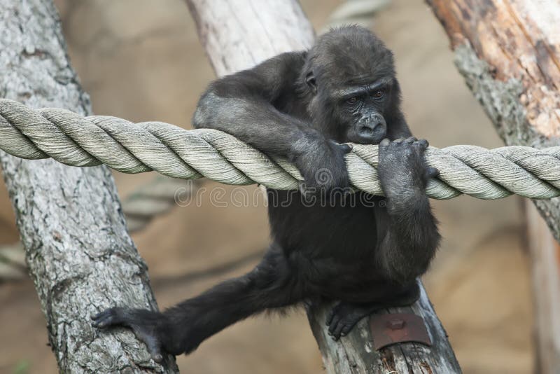 Cub of a gorilla stock image. Image of mammals, tree - 35084699