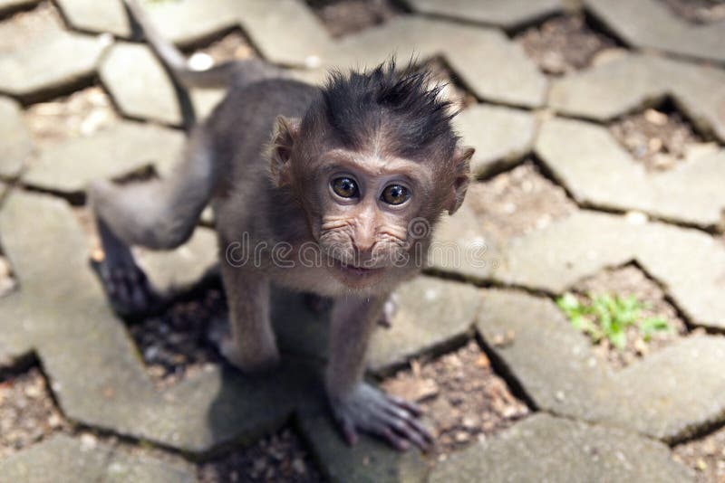 Cub of Gray Macaque on a Road in the Monkey Forest in Bali Stock Photo ...
