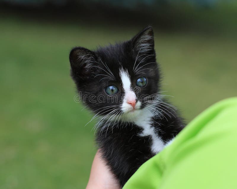 Cub kitten stock photo. Image of black, stare, mustache - 42337434
