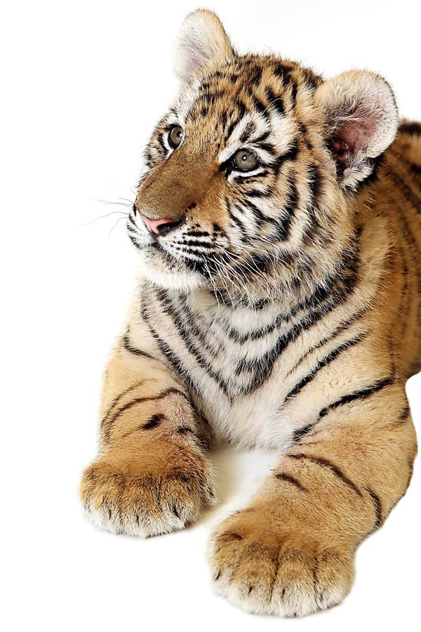 Cub lindo foto de archivo. Imagen de especie, alarma - 12438014