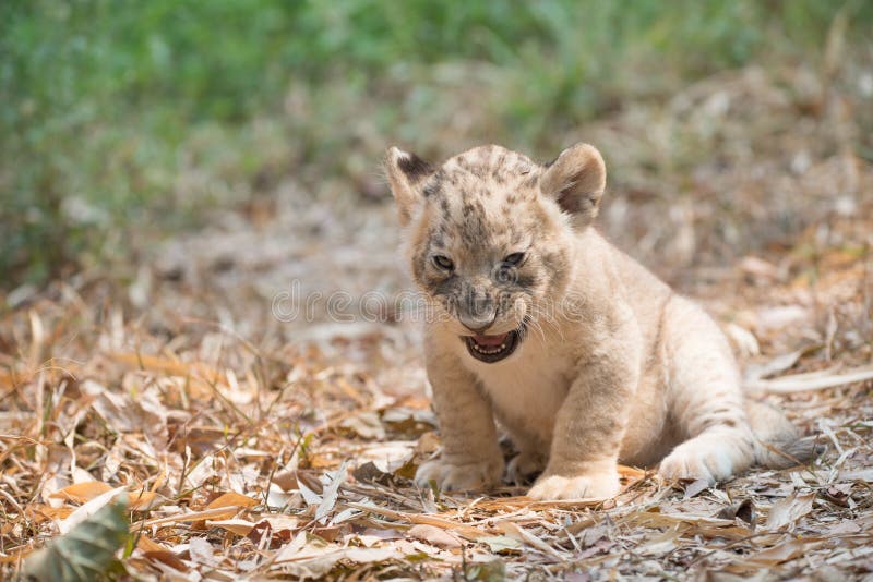 Cub of lion stock photo. Image of animal, predator, carnivore - 69624250