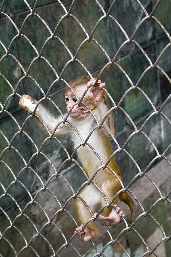 Sad Ape Or Monkey Is In The Cage. Animal Abuse, Neglect And Crue Stock ...
