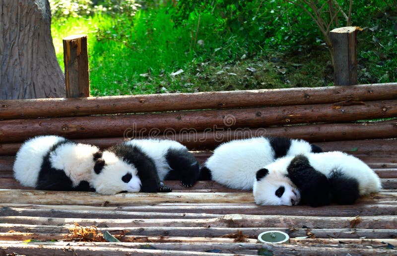 The cub stock photo. Image of asia, break, great, east - 36084416