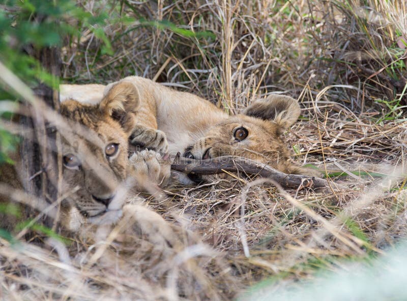 Cub playing with a stick stock photo. Image of siblings - 31808854