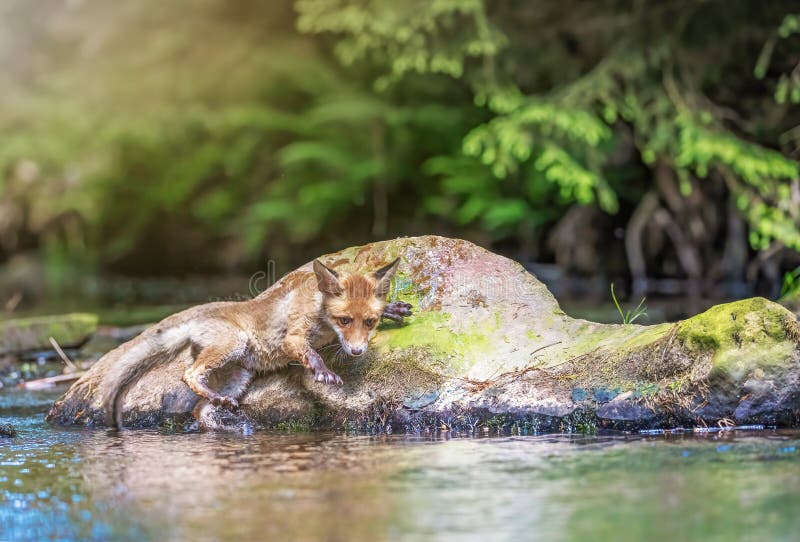 Cub of Red Fox is Standing on the Stone in the River Stock Photo ...