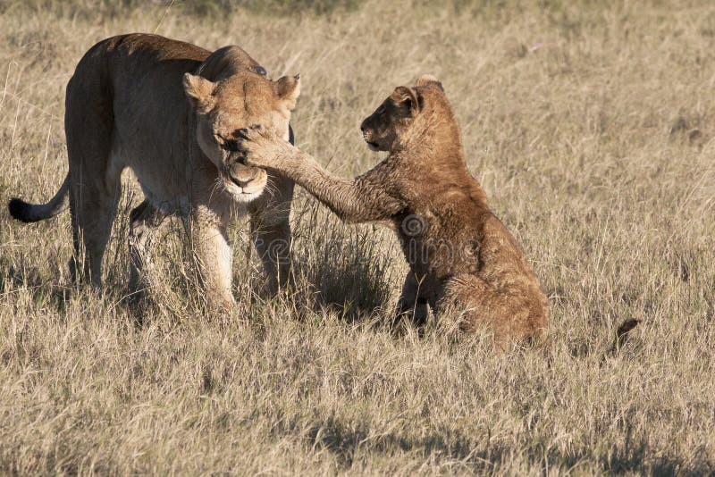 Young Lion Cub Slapping Lioness Stock Image - Image of cheeky, adult ...