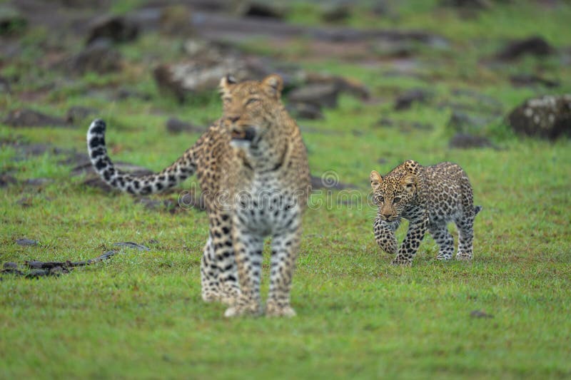 Cub Stalks Leopard from Behind by Rocks Stock Image - Image of pardus ...