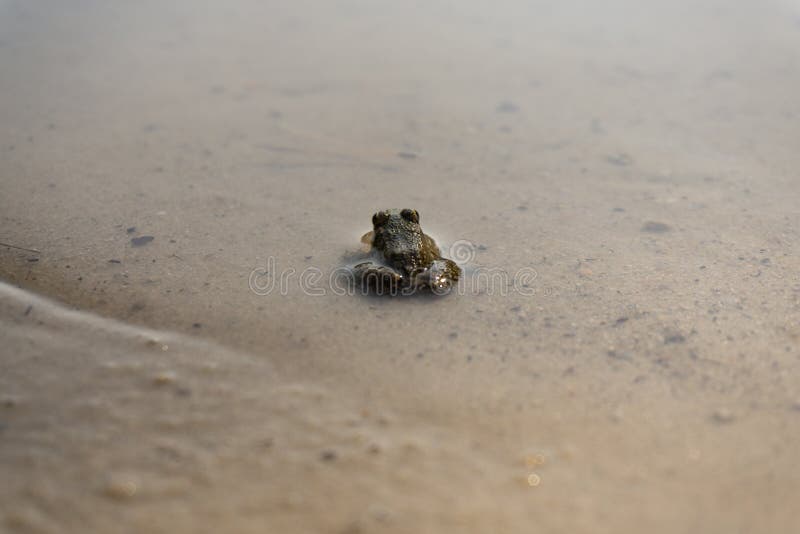 Cub of a Summer Frog in the Spring Water of the River on Clean Sand ...