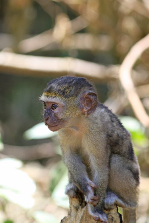 The cub vervet monkey stock photo. Image of african, cercopithecus ...