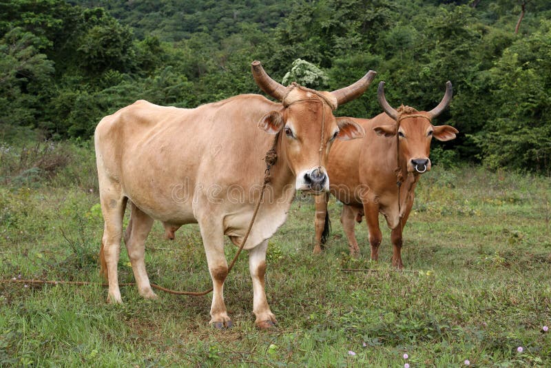 Cow from Vinales, Cuba stock image. Image of farming - 75104561