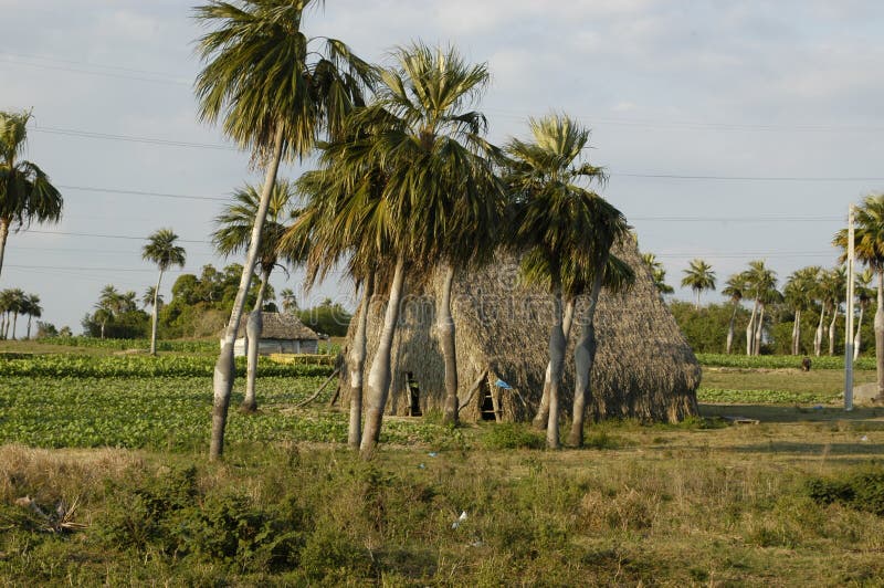 Cuba , fields stock image. Image of farming, tree, palm - 130723097