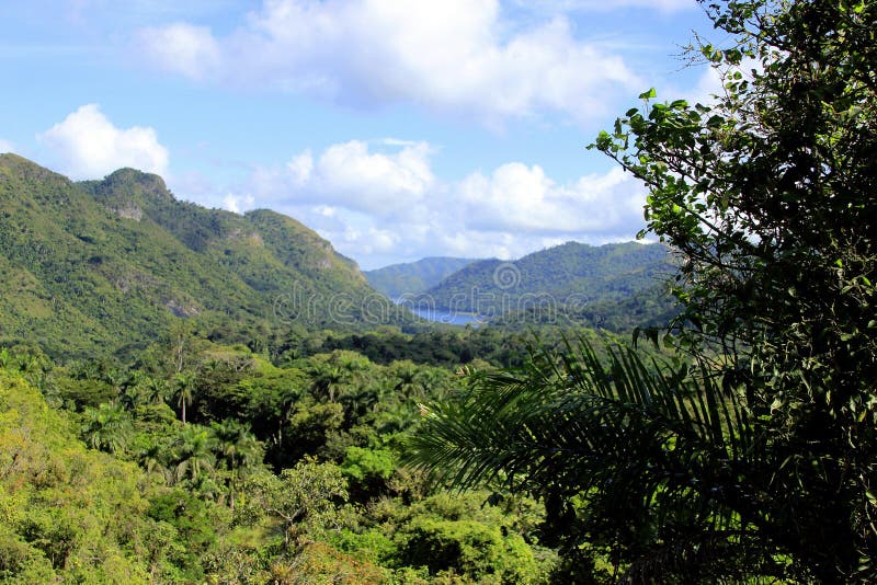 Cuba jungle stock photo. Image of tropical, river, travel - 57878620