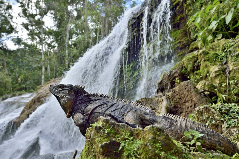 Cubaanse Leguaan in Het Bos Naast Een Waterdaling Stock Foto - Image of ...