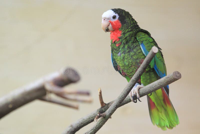 The Cuban Amazon Also Known As Cuban Parrot or the Rose Throated Parrot ...