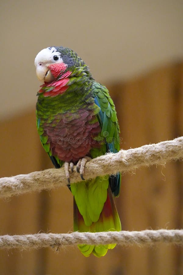 Cuban Amazon Close-up Sitting on Rope Stock Photo - Image of eyes ...