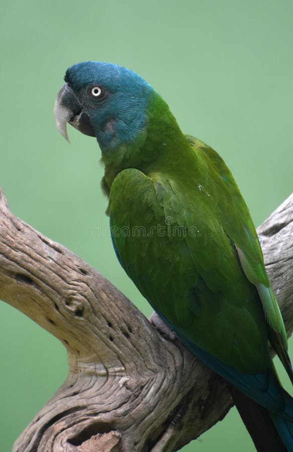 Amazon parrot in tree stock photo. Image of close, leaves - 35805140